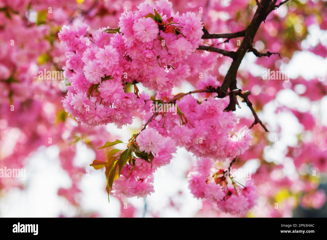 Beauty romantic hi-res stock photography and images - Alamy