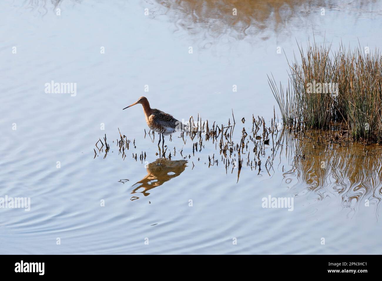 Redshank (Tringa totanus) wading in the water, hunting food. Facing ...