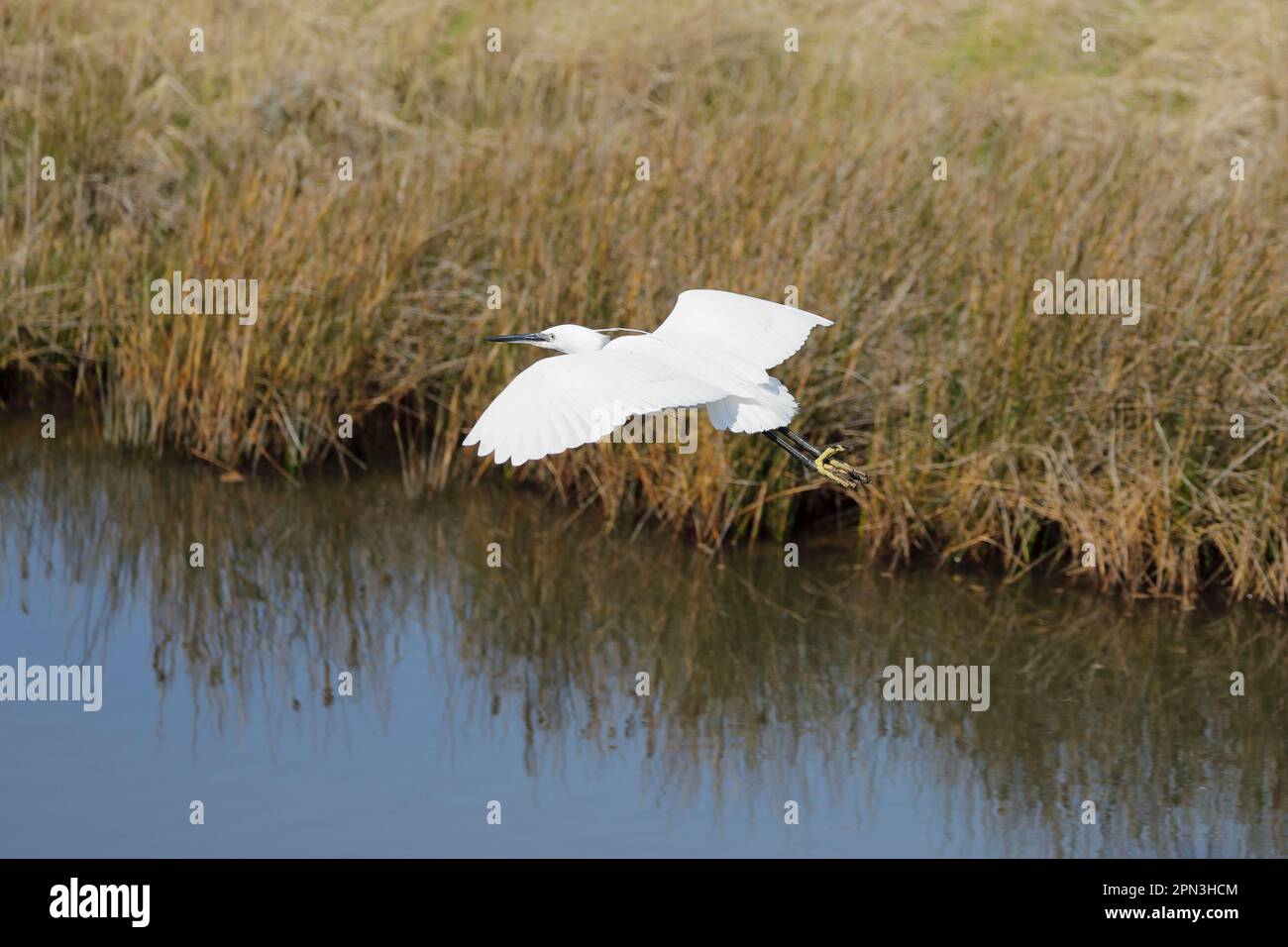 Flying bird from above hi-res stock photography and images - Alamy