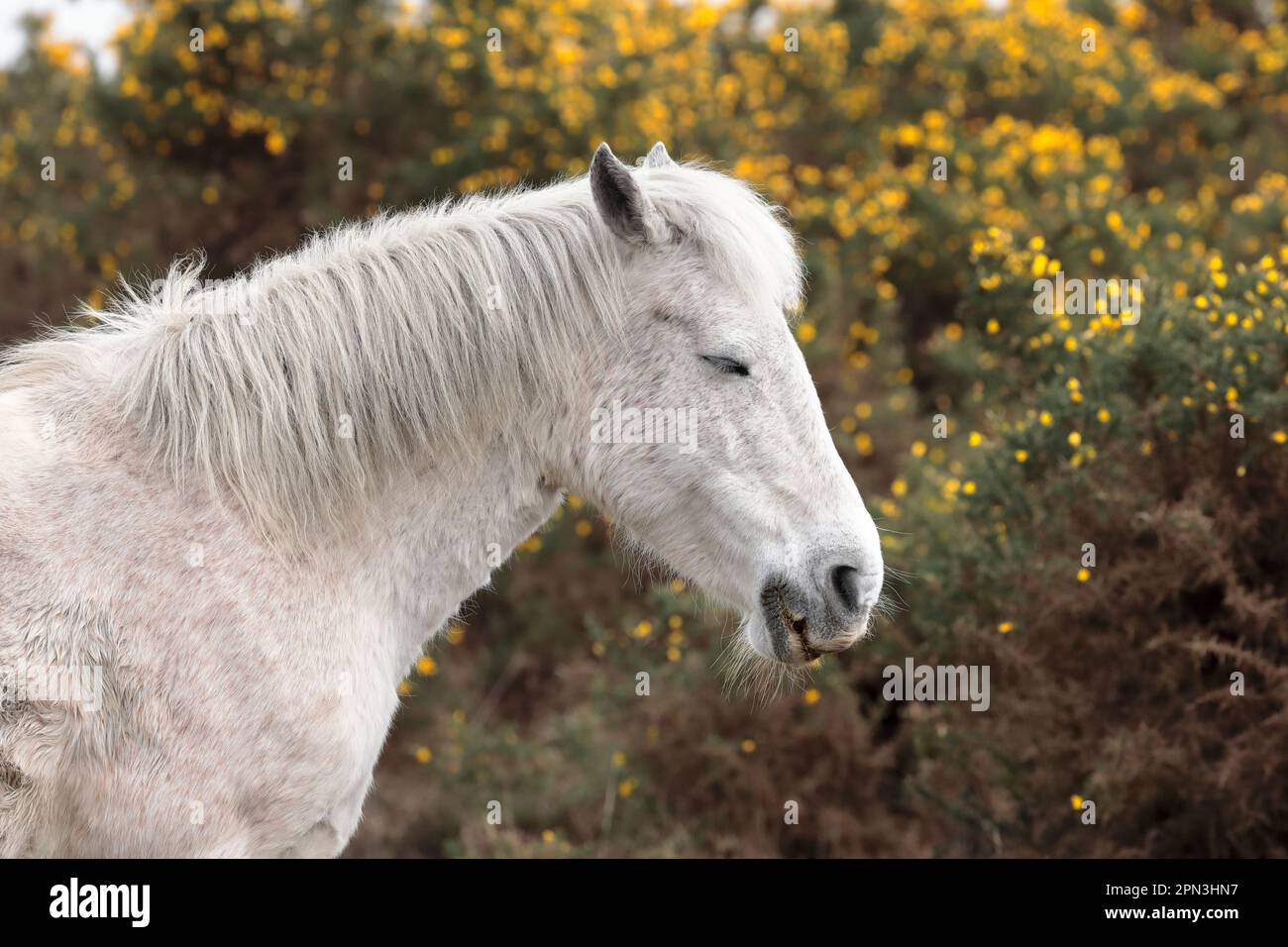 A white horse standing in front of a gorse bush, head shot looking ...