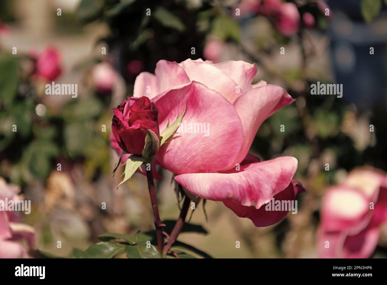 soft flower petals of garden rose. rose garden in spring. bright rose ...