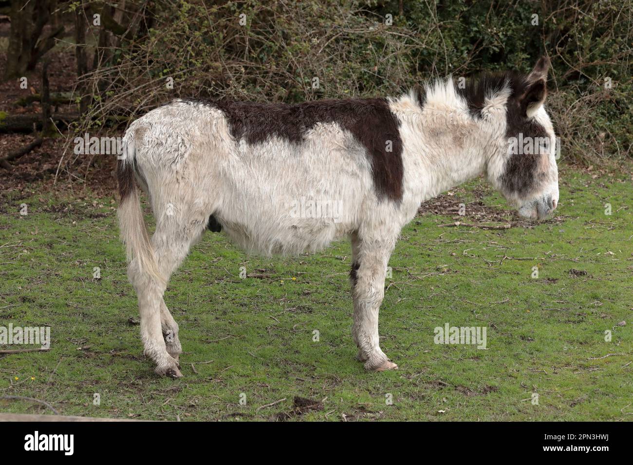 White donkey hi-res stock photography and images - Alamy