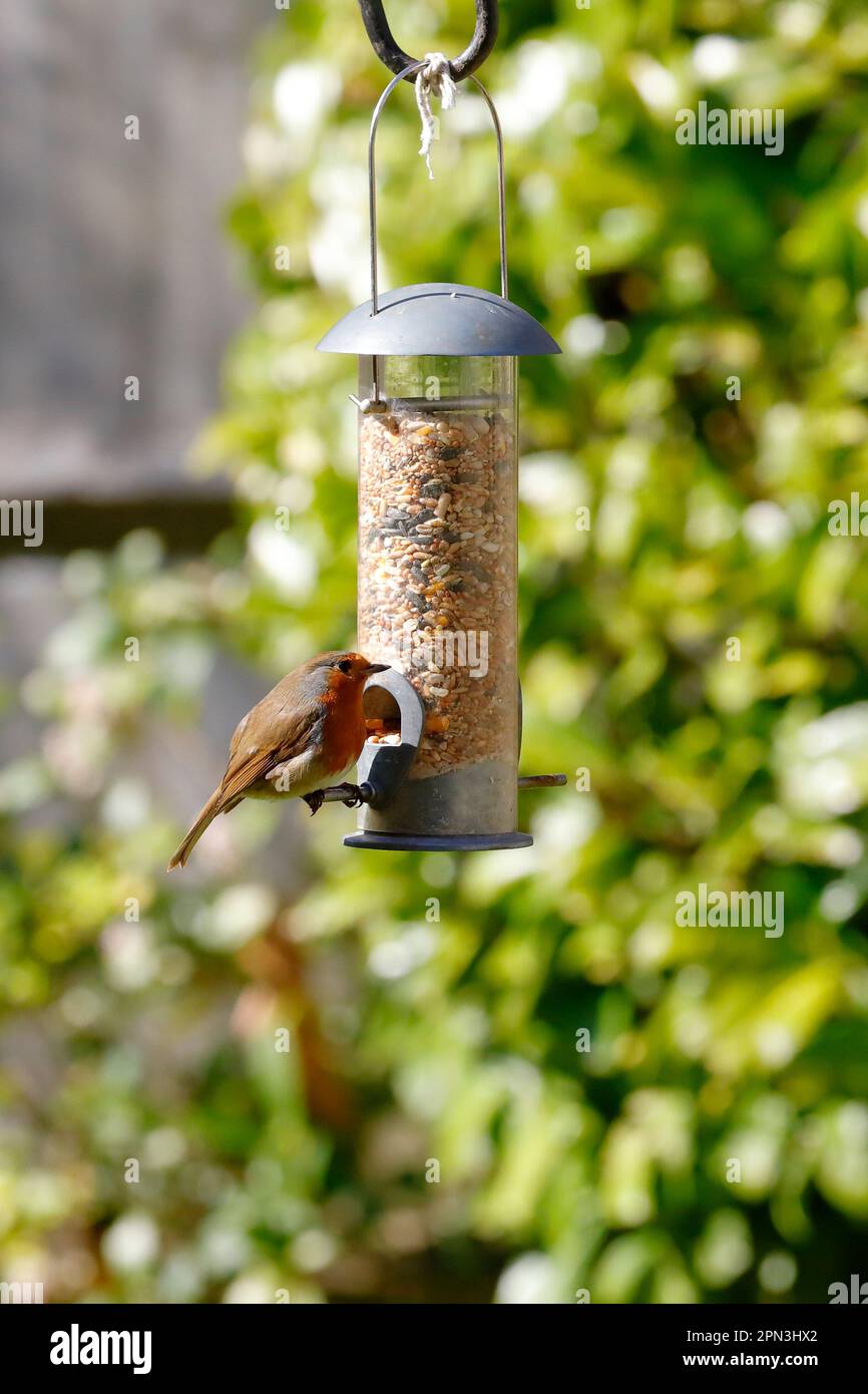 A robin (Erithacus rubecula) eating from a bird feeder in a garden with ...