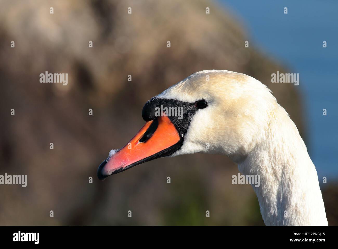 White swan facing left hi-res stock photography and images - Alamy