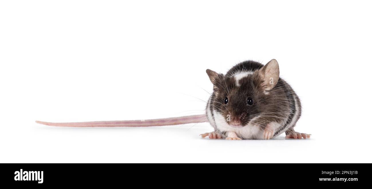 Cute tricolor mouse, standing facing front. Looking towards camera ...