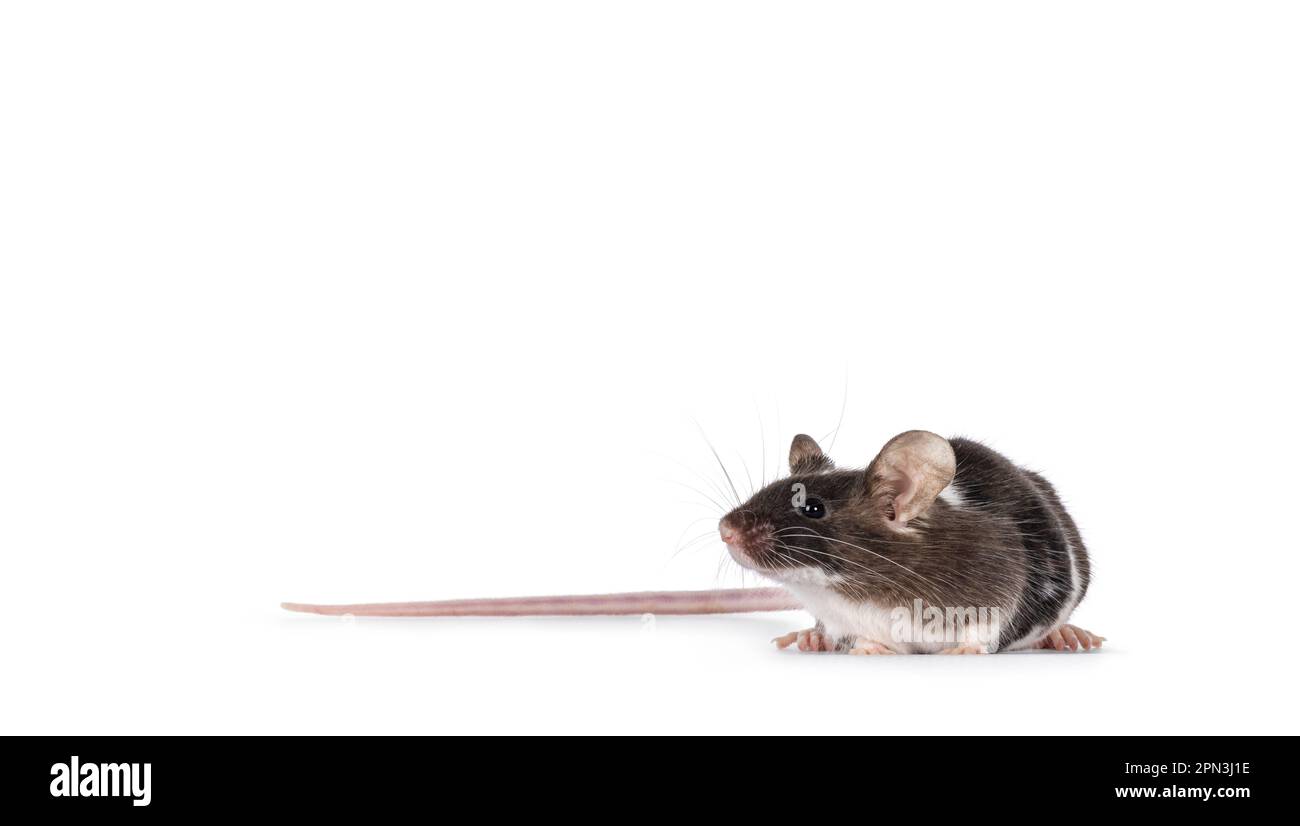 White mouse profile shot hi-res stock photography and images - Alamy