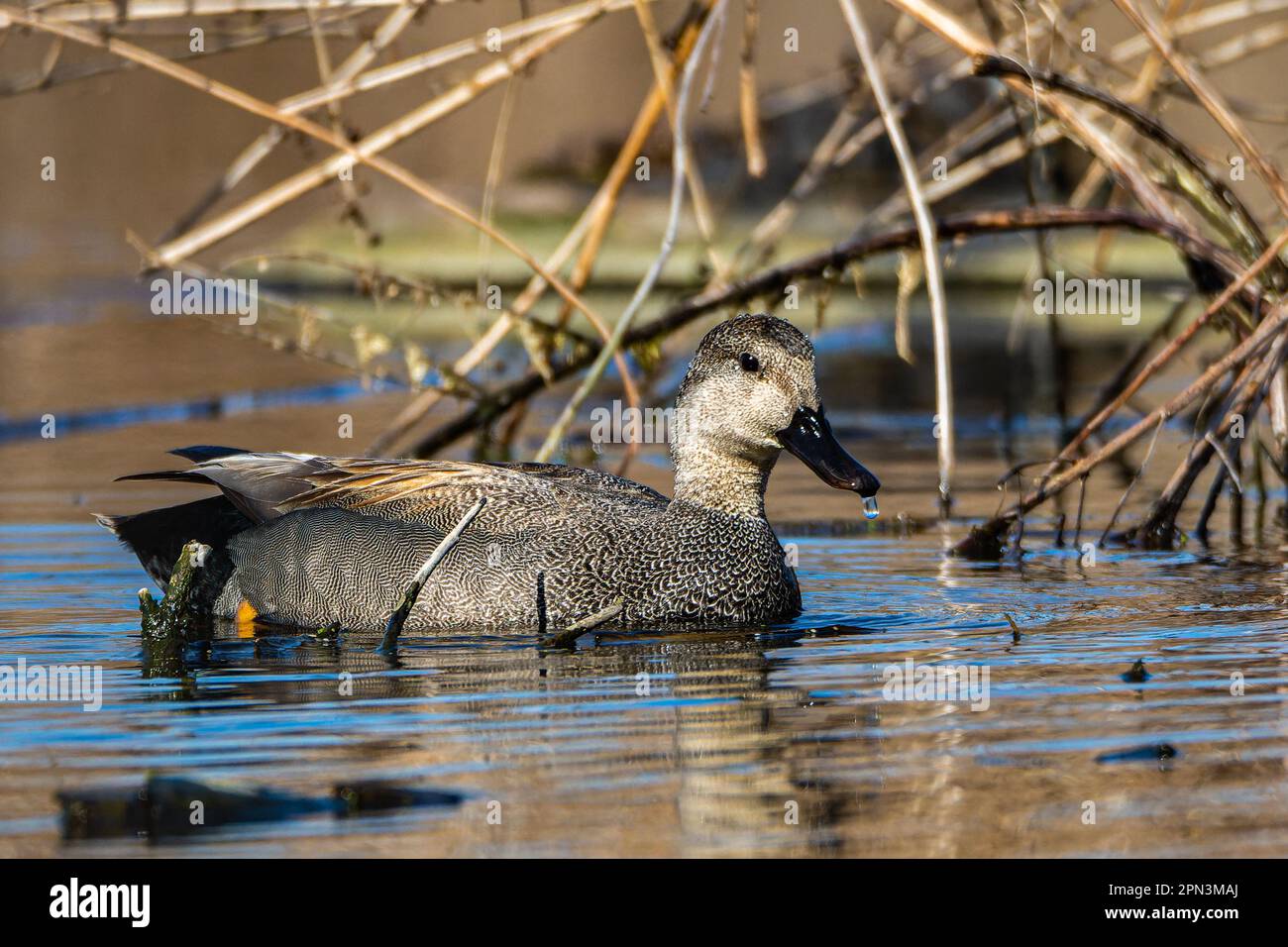 Gadwall migration hi-res stock photography and images - Alamy