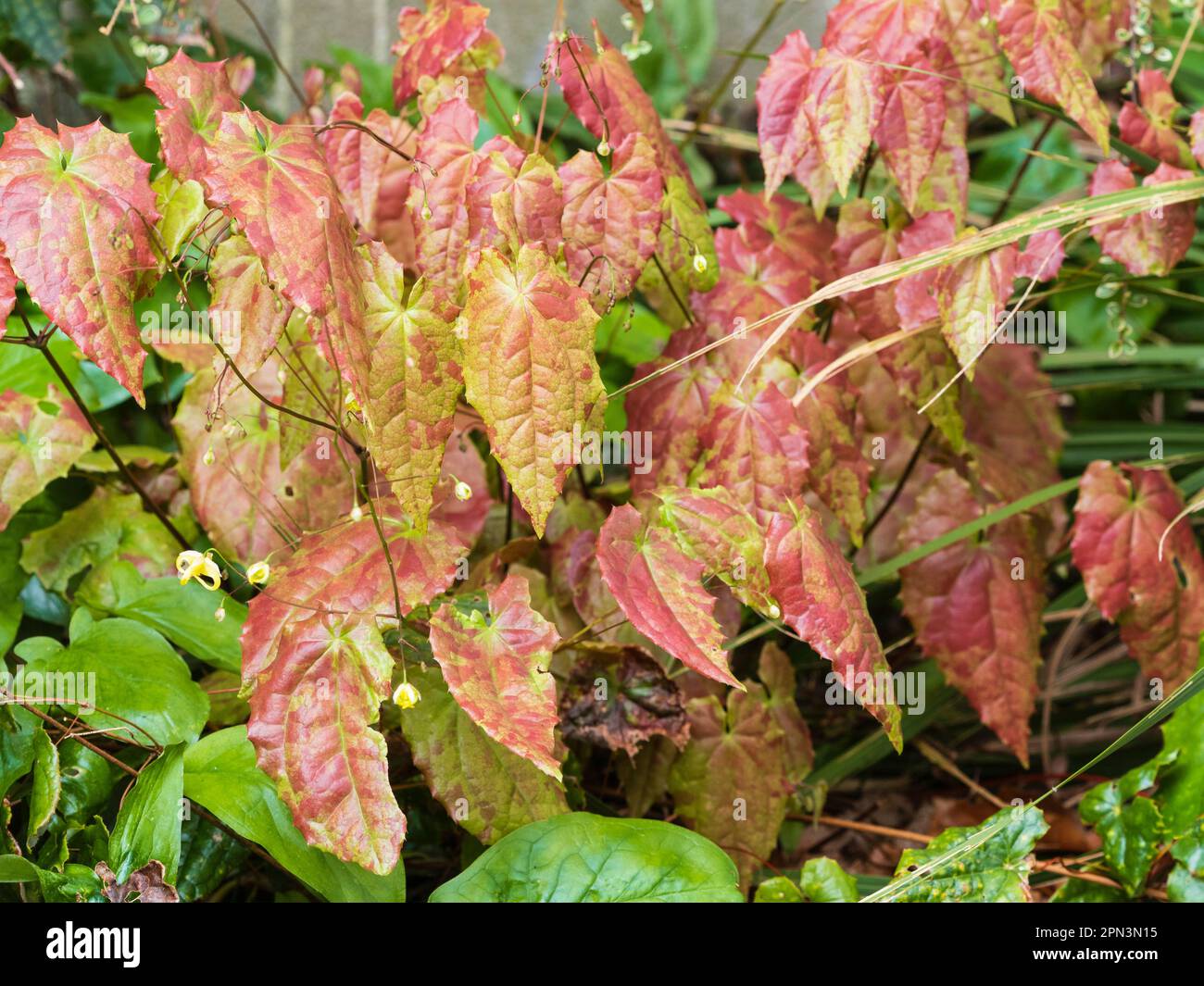 Red mottled spring foliage of the hardy evergreen perennial garden ...