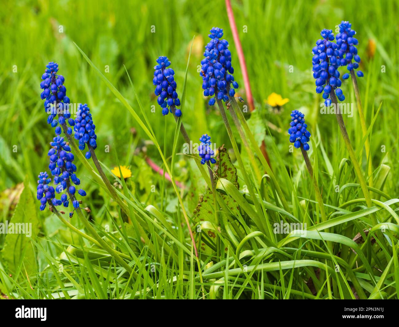 Naturalised blue spring flowering spikes of grape hyacinth bulbs ...