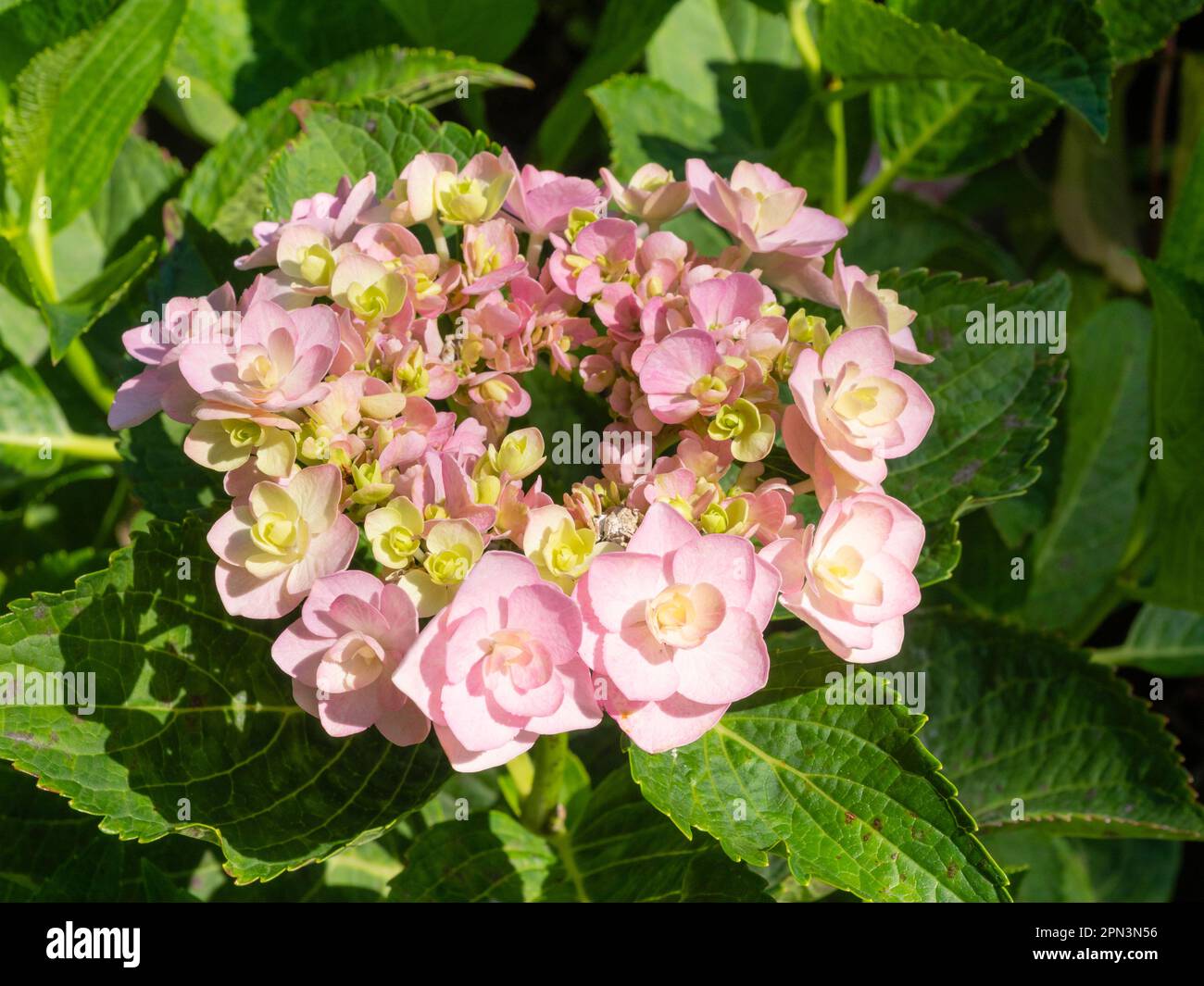 Hydrangea macrophylla pink double hi-res stock photography and images - Alamy