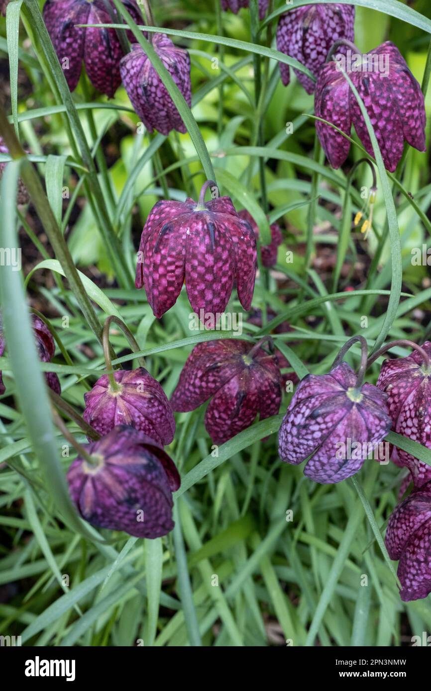 Nodding chequered blooms hi-res stock photography and images - Alamy