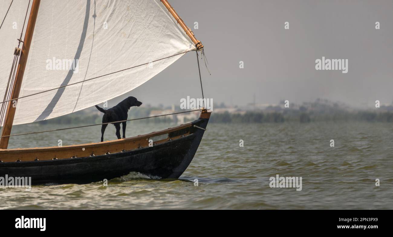 black dog sailing on prow of a ship, traditional wooden boats. Latin ...