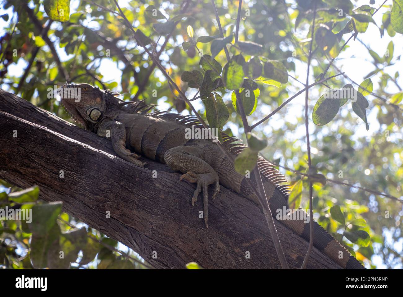 Large Iguana Resting in a Tree Stock Photo - Alamy