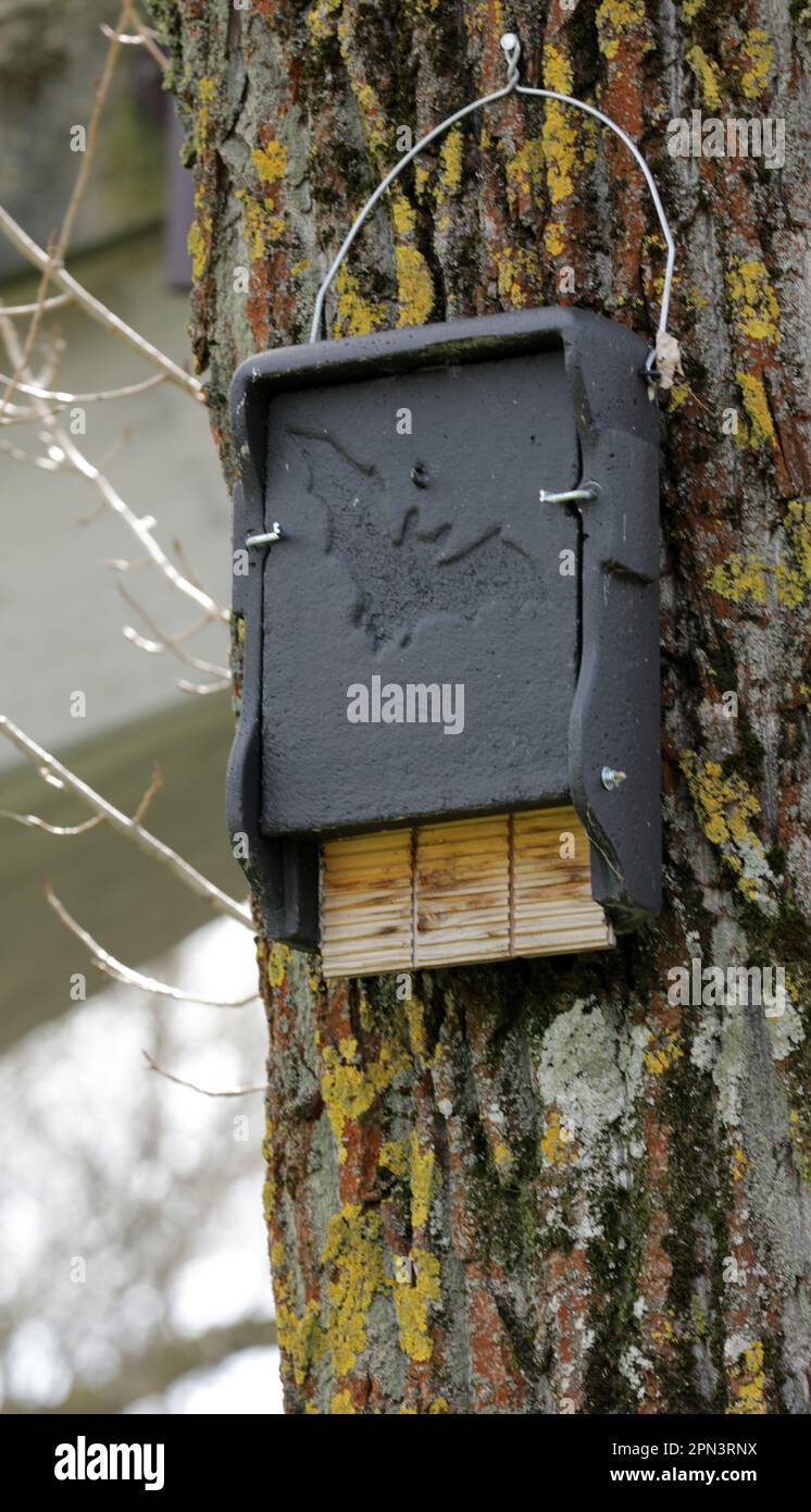 Bat box suspended from a tree Stock Photo - Alamy