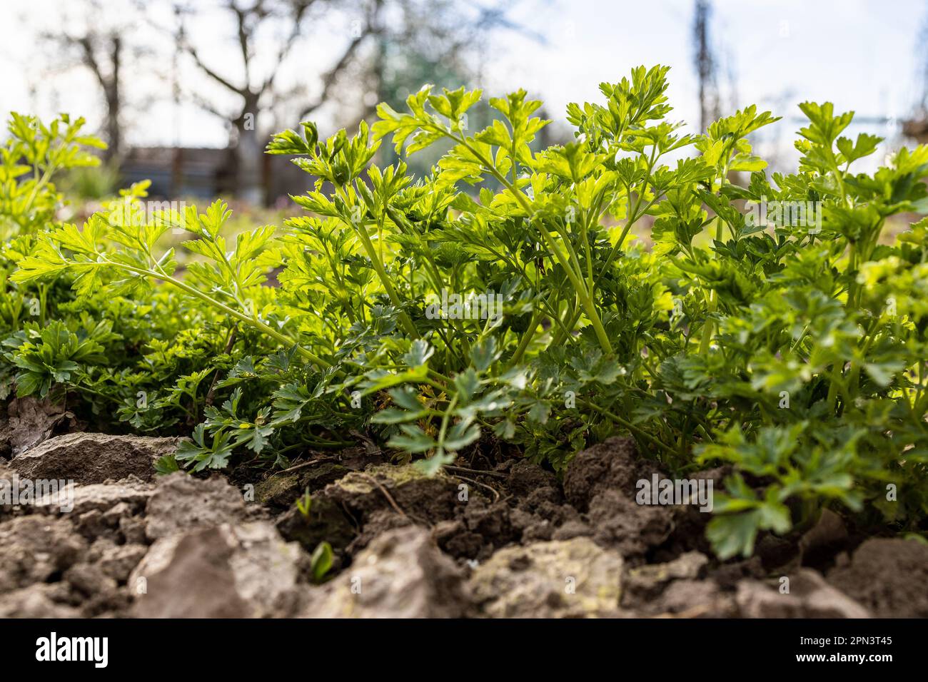 surface view of green fresh parsley at rustic vegetable garden in ...