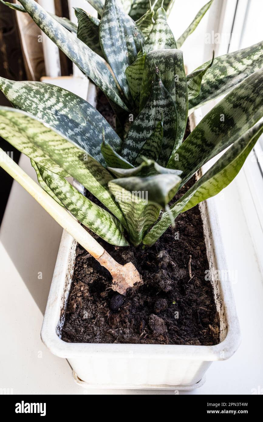 houseplant in box with soil on window sill at home Stock Photo - Alamy
