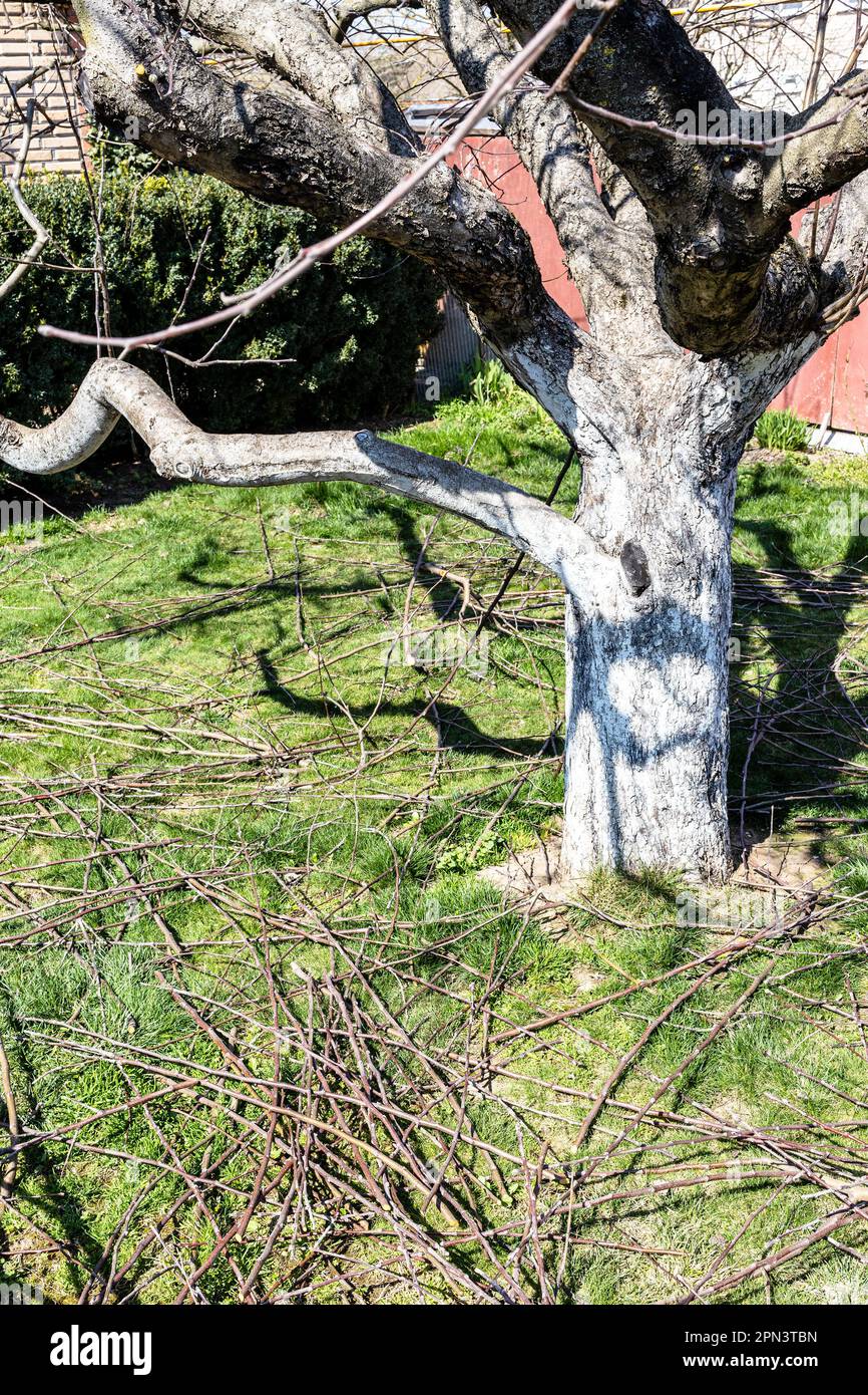 Pruned apple tree hi-res stock photography and images - Alamy