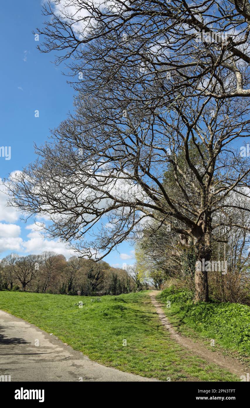 A path follows the raised edge to the bailey at Plympton Castle in ...