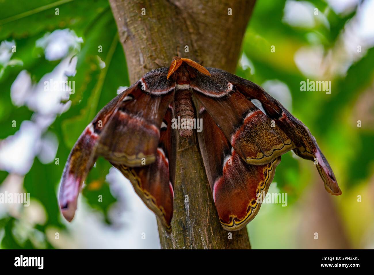 beautiful Attacus atlas butterfly insect Stock Photo - Alamy