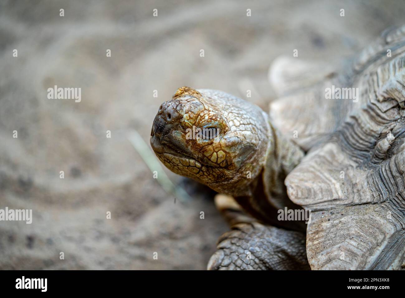 Big turtle hi-res stock photography and images - Alamy