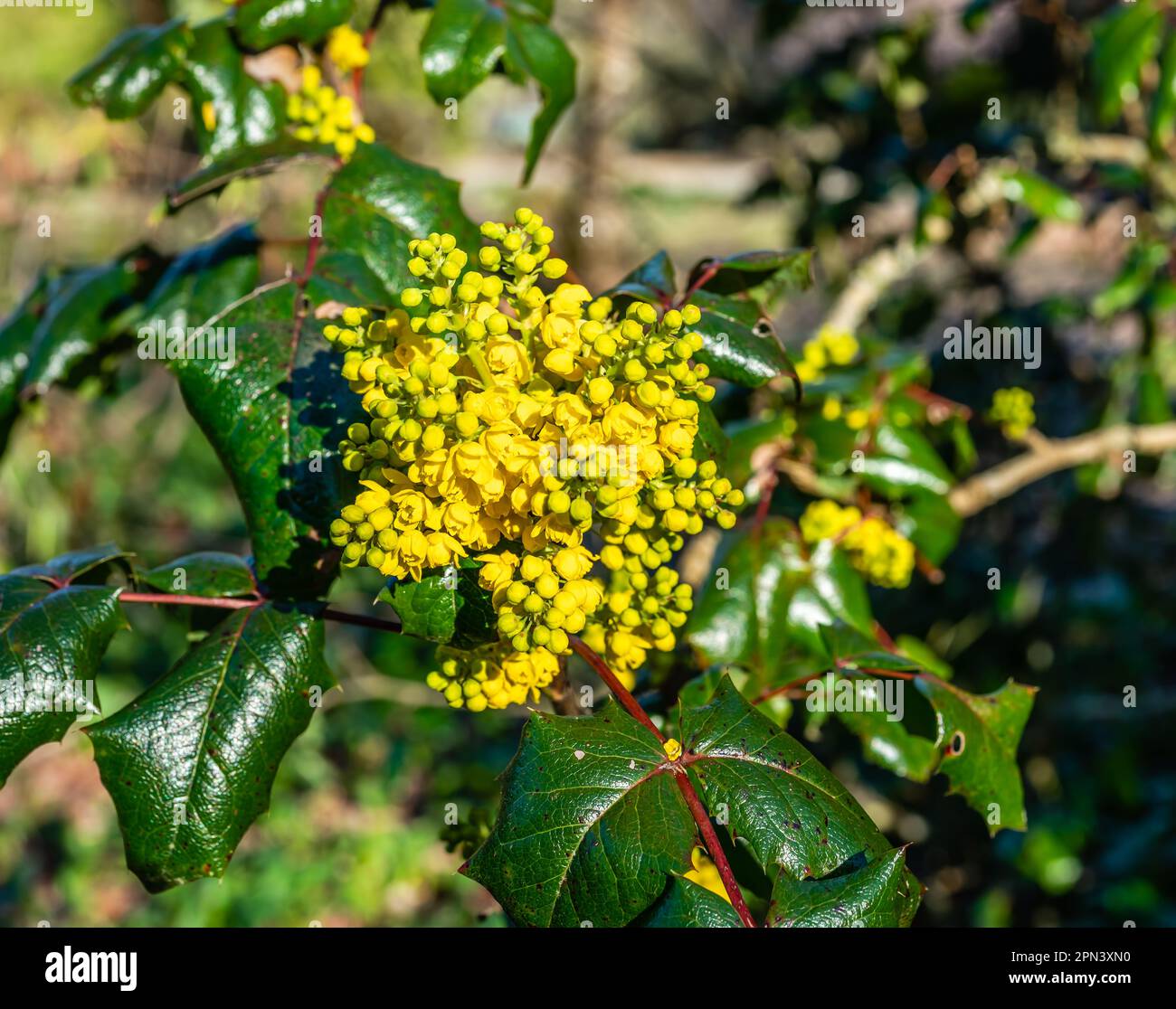 Yellow round flowers hi-res stock photography and images - Alamy