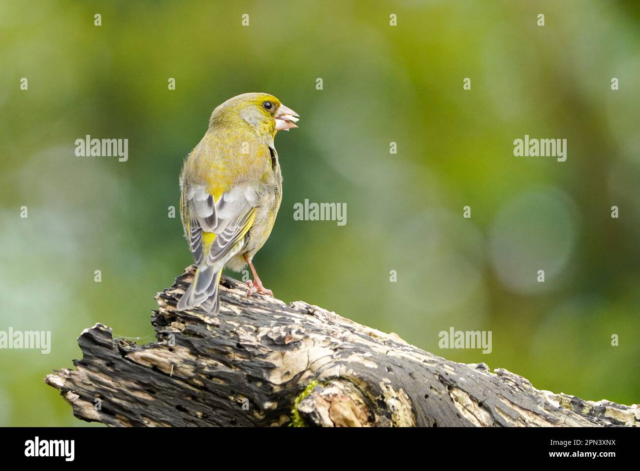Eurasian finch hi-res stock photography and images - Alamy