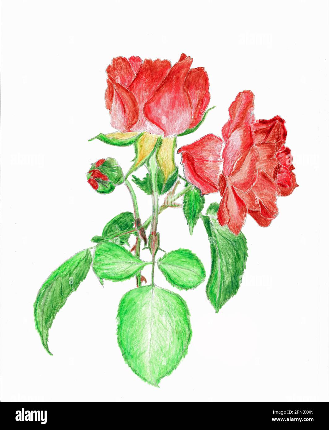 Drawing from red Roses Stock Photo - Alamy