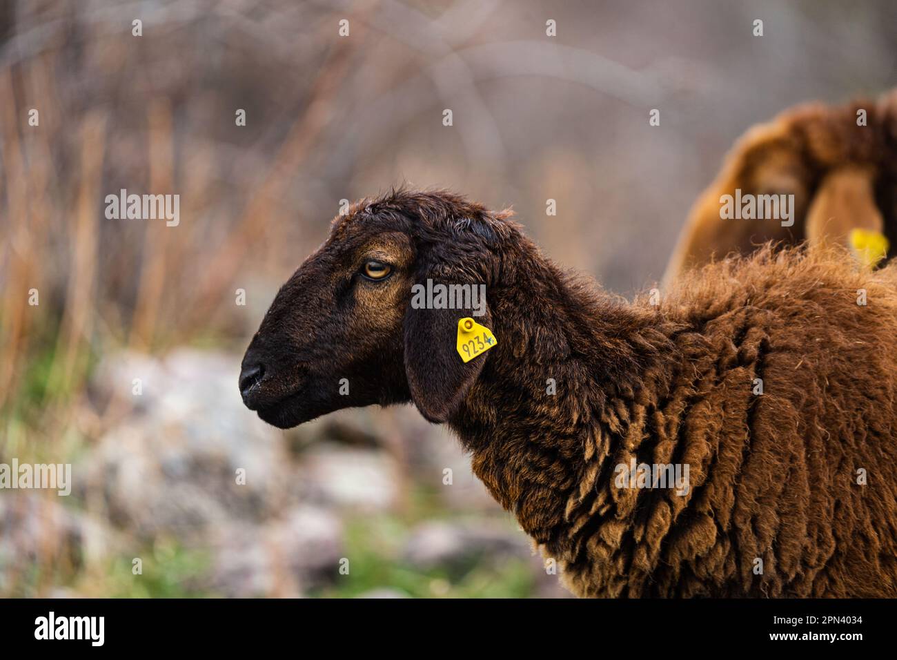 Pasture with sheep in the village. Herd with sheep on a farm in field ...