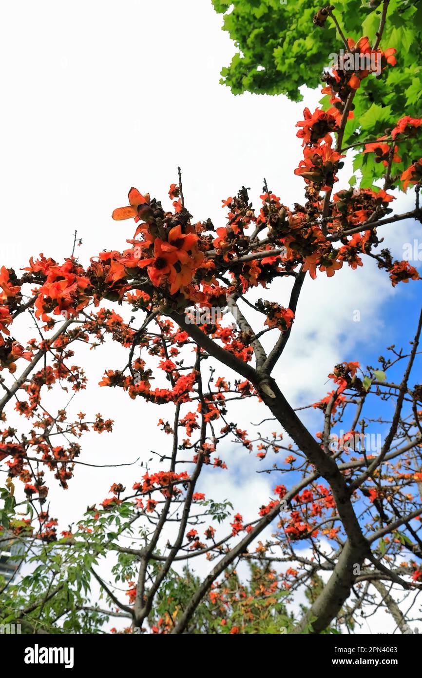597 Red flowering cotton tree -Bombax ceiba- in the Chinese Garden of ...