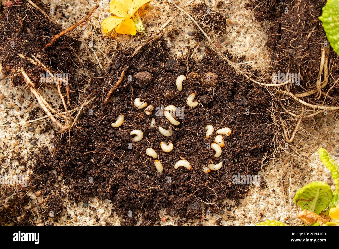 Vine weevil damage hi-res stock photography and images - Alamy