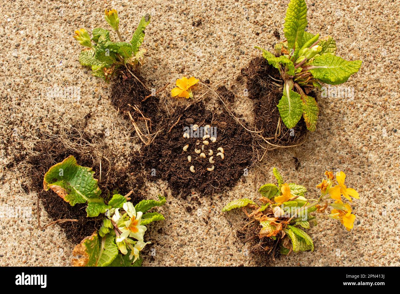 Vine Weevil Otiorhynchus sulcatus destruction of Primula plants due to ...