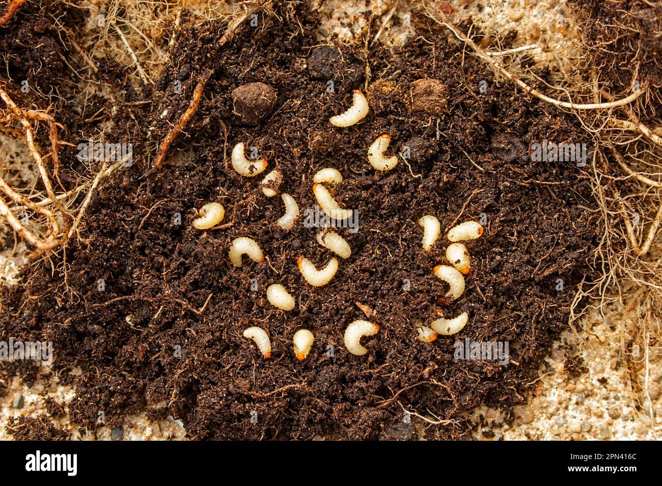 Vine Weevil Otiorhynchus sulcatus the fat cream coloured grubs feeding ...