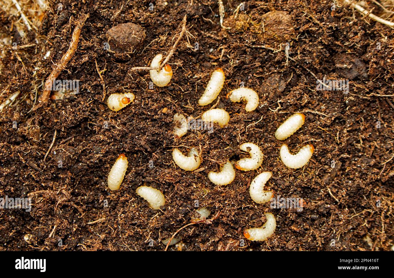 Vine Weevils Otiorhynchus sulcatus the grubs feeding on plant roots in ...