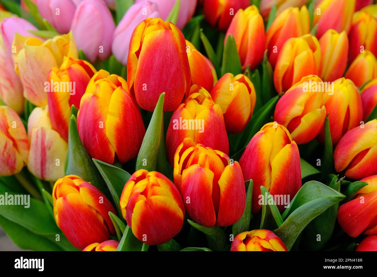 Set of bouquets of tulips of different colors in a street stall selling ...