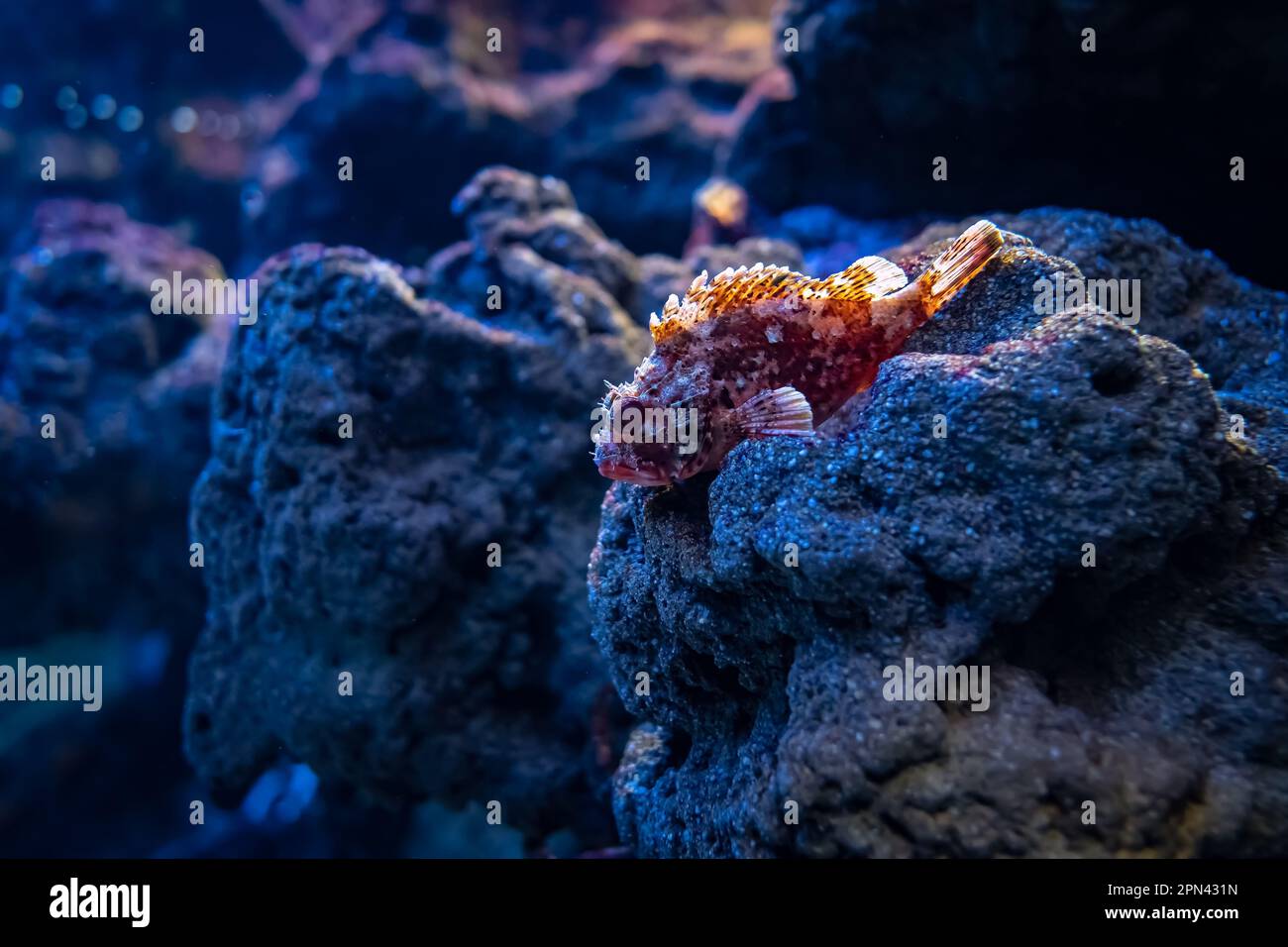 Lionfish resting on top of a rock with dark background and overhead ...