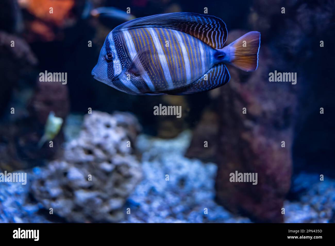 Colorful striped fish that swims quietly in the aquarium on a dark ...
