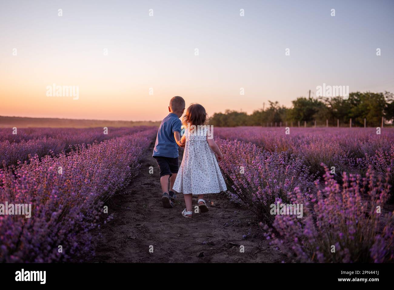 Playful cute boy girl are playing in rows of lavender purple field at ...