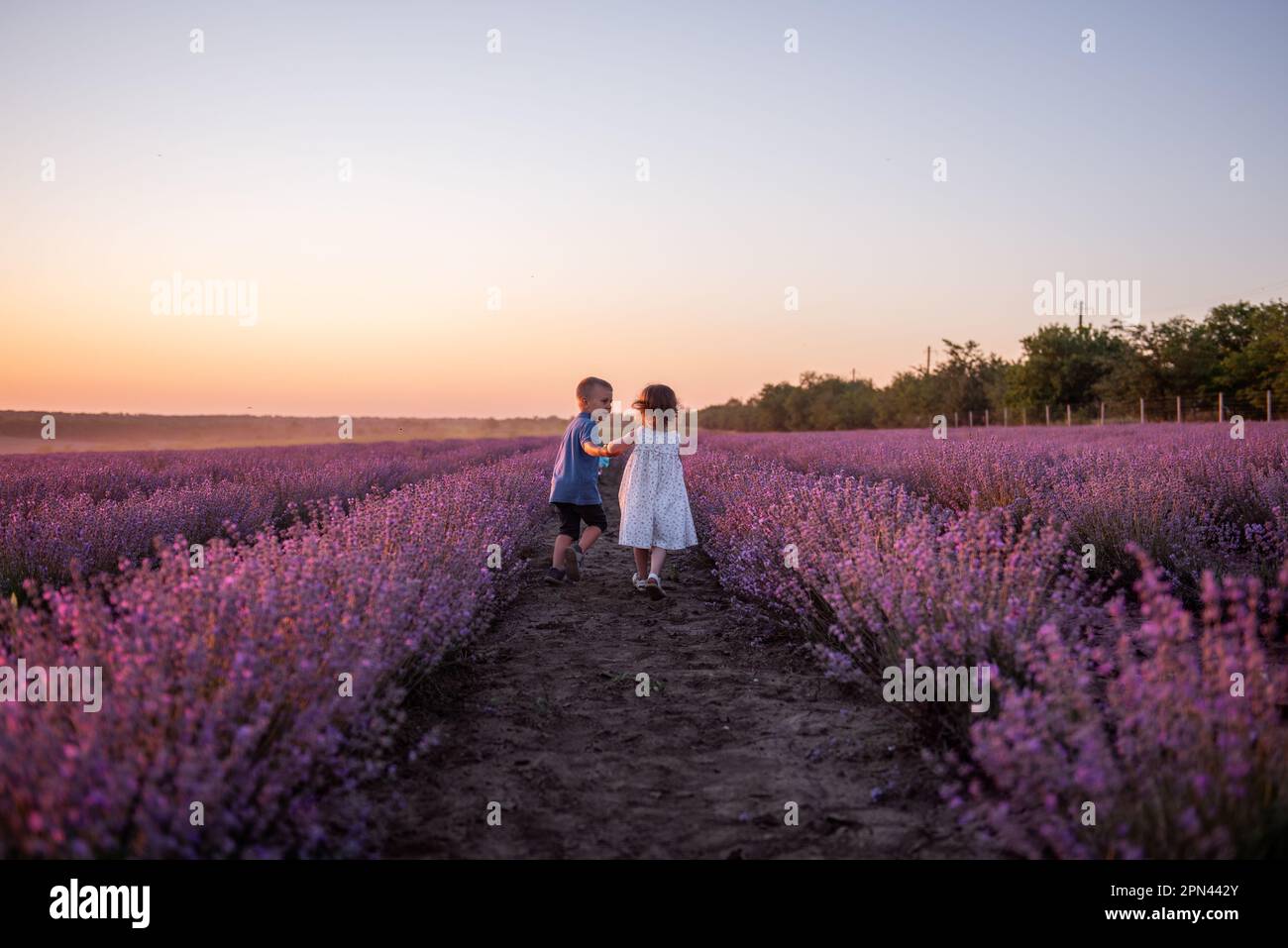 Playful cute boy girl are playing in rows of lavender purple field at ...