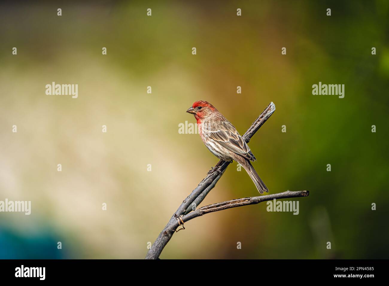 House finch environment hi-res stock photography and images - Alamy