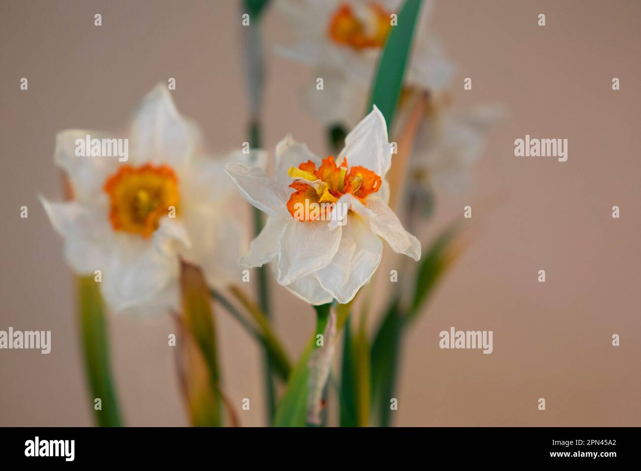 Jonquils bouquet hi-res stock photography and images - Alamy