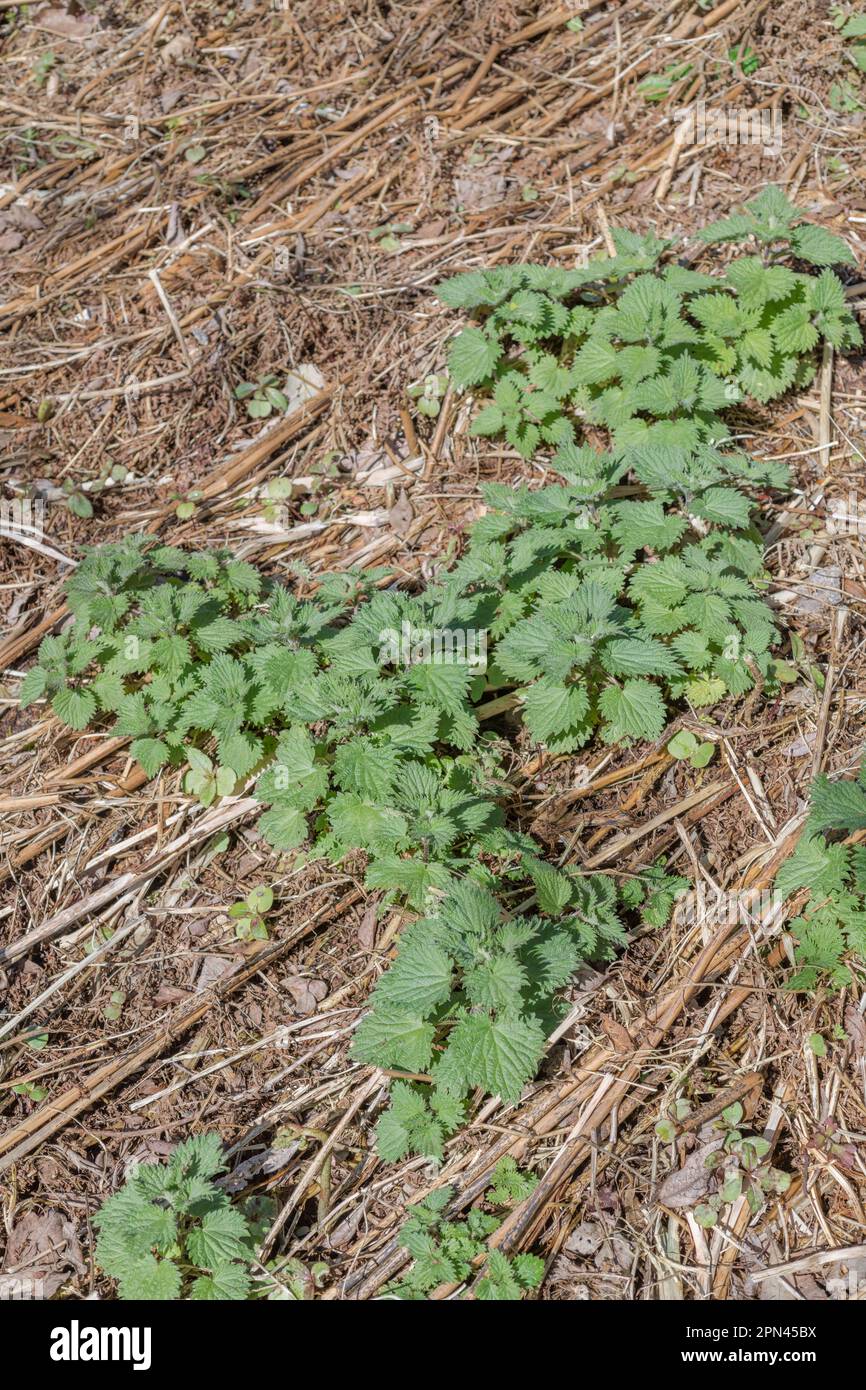 Springtime leaves of Stinging Nettle / Urtica dioica growing through ...