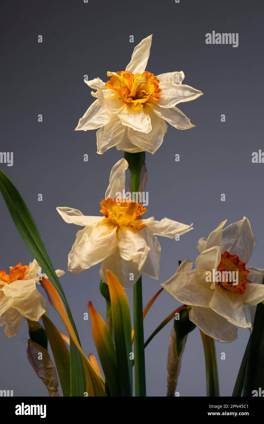 Jonquils bouquet hi-res stock photography and images - Alamy