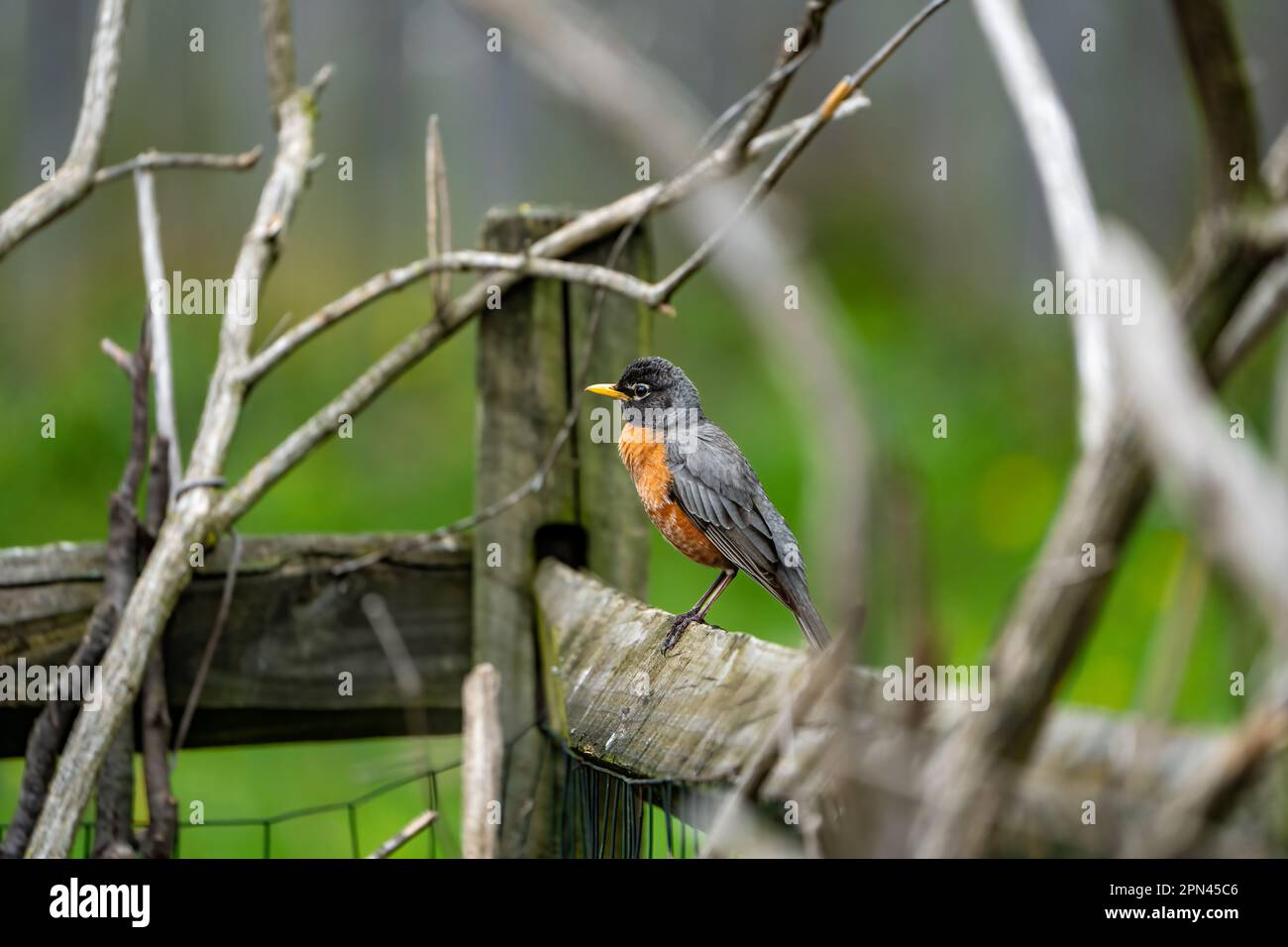 american robin perch on branch Stock Photo - Alamy