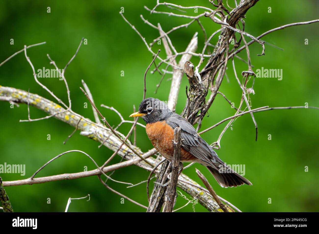 american robin perch on branch Stock Photo - Alamy
