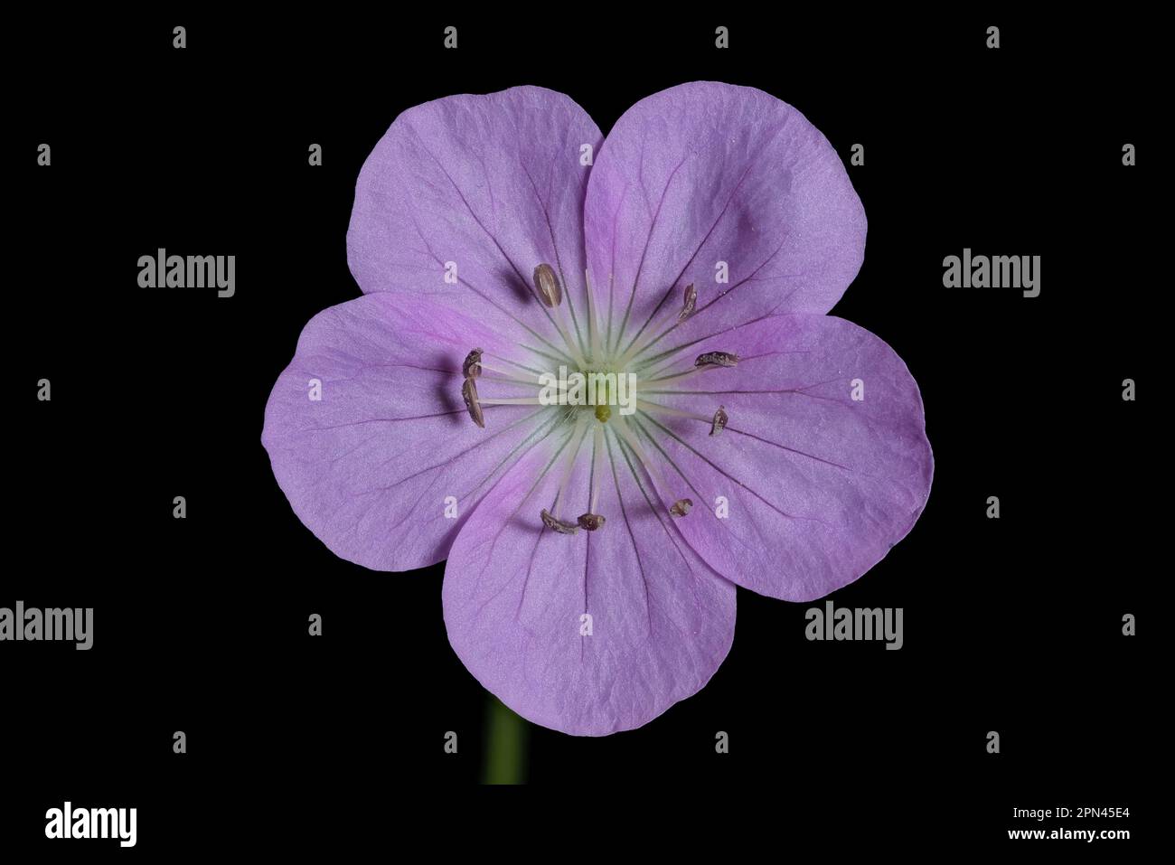 Wild geranium flower. Also known as Geranium maculatum, spotted ...