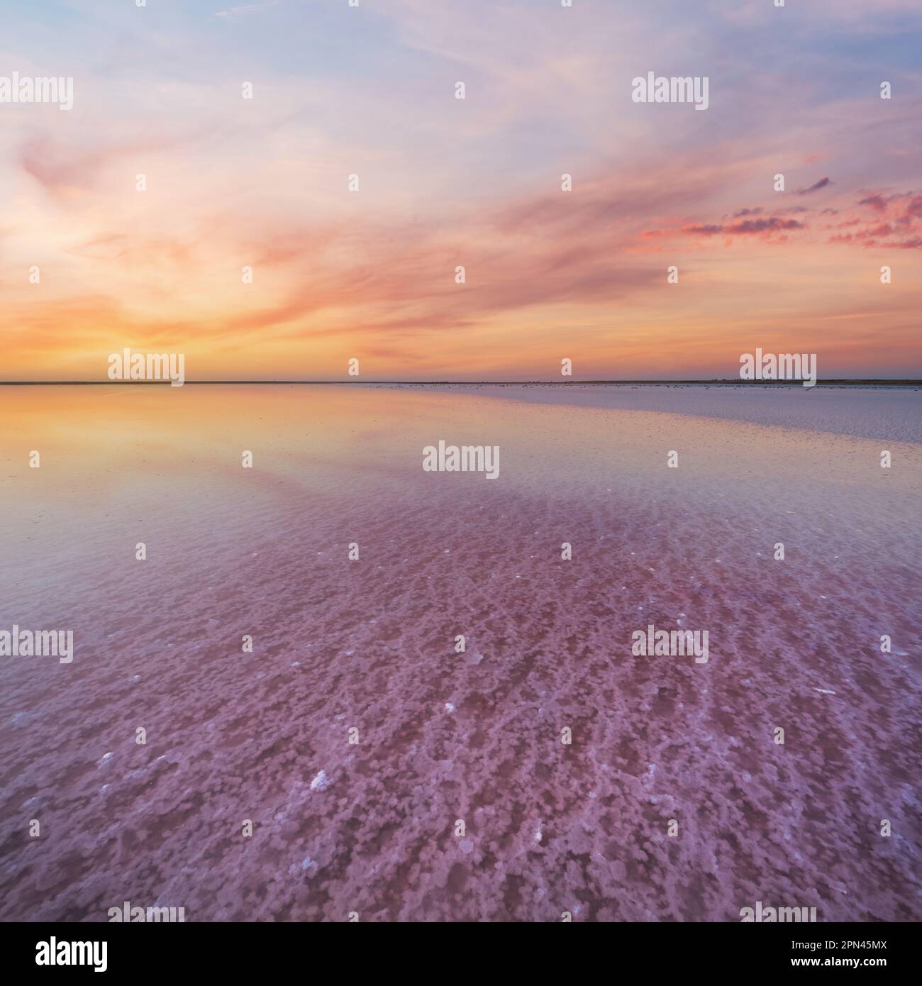 Sunset on the Genichesk pink extremely salty lake (colored by ...