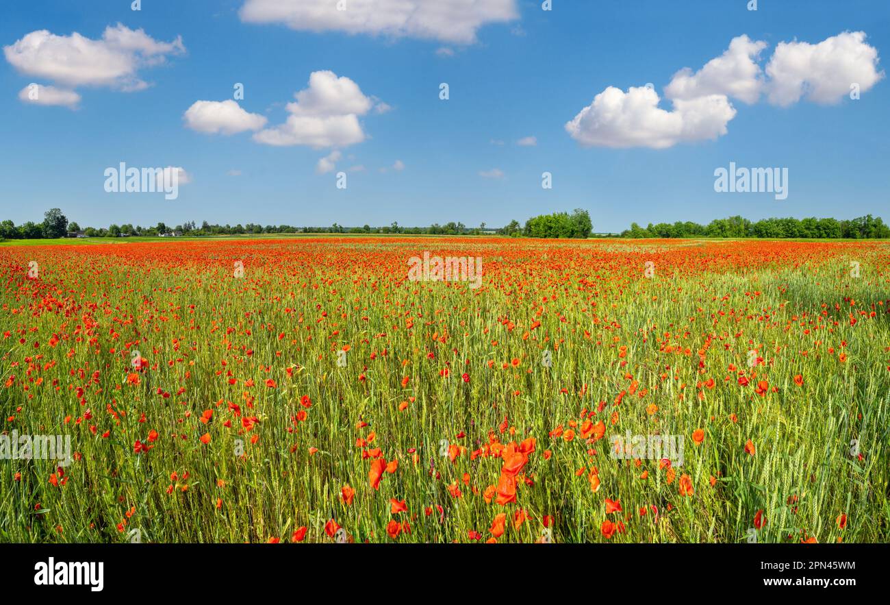 Beautiful ukrainian countryside spring landscape with wheat field and ...