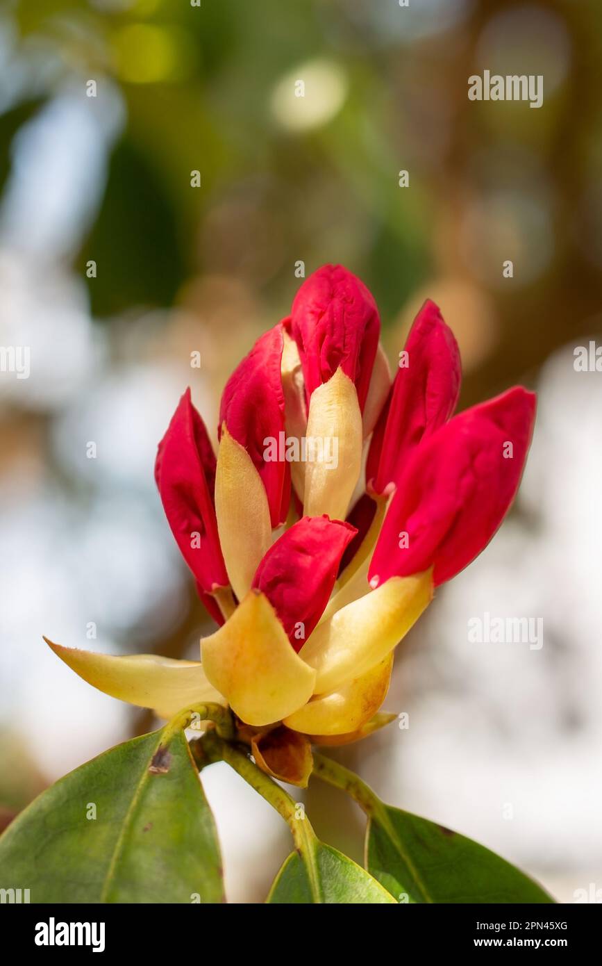 Spring rose bouquet hi-res stock photography and images - Alamy