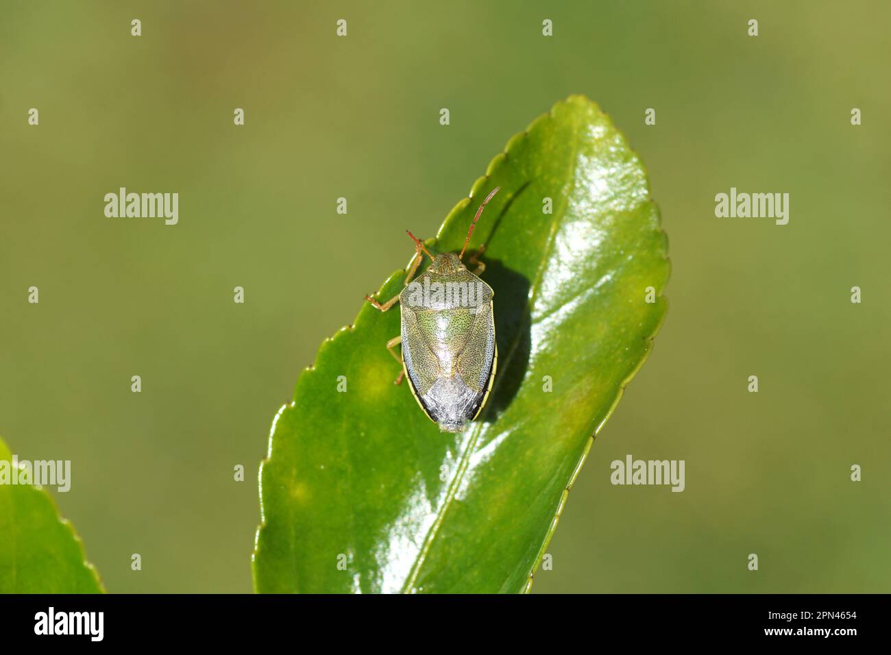 Closeup gorse shield bug (Piezodorus lituratus) on a leaf of a Japanese ... Closeup gorse shield bug (Piezodorus lituratus) on a leaf of a Japanese ...