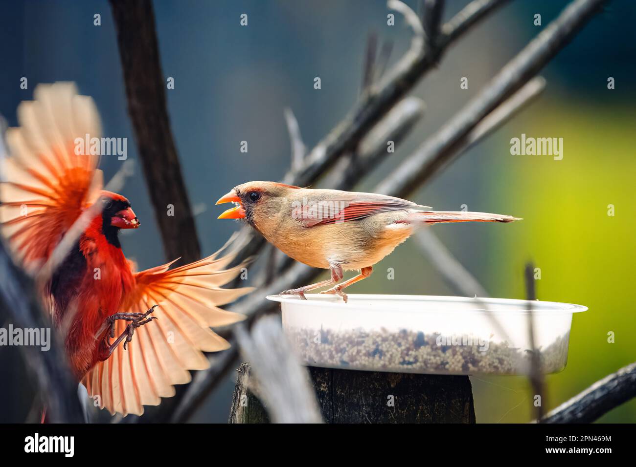 northern cardinal bird Stock Photo - Alamy